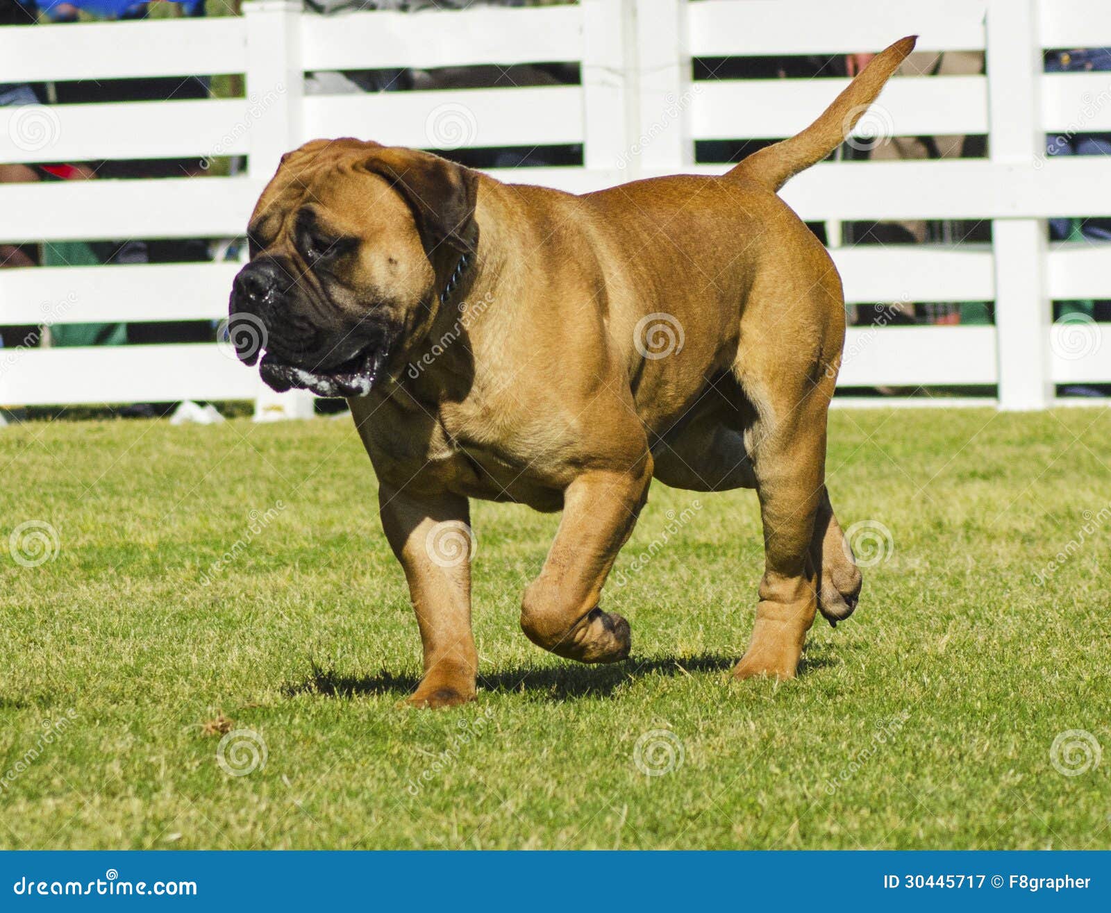 Bullmastiff dog stock image. Image of black, beautiful - 30445717