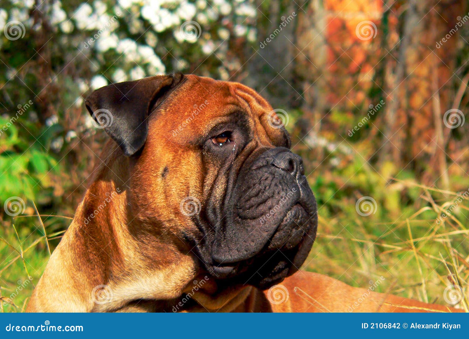 Bullmastiff Head Stock Photography - Image: 2106842