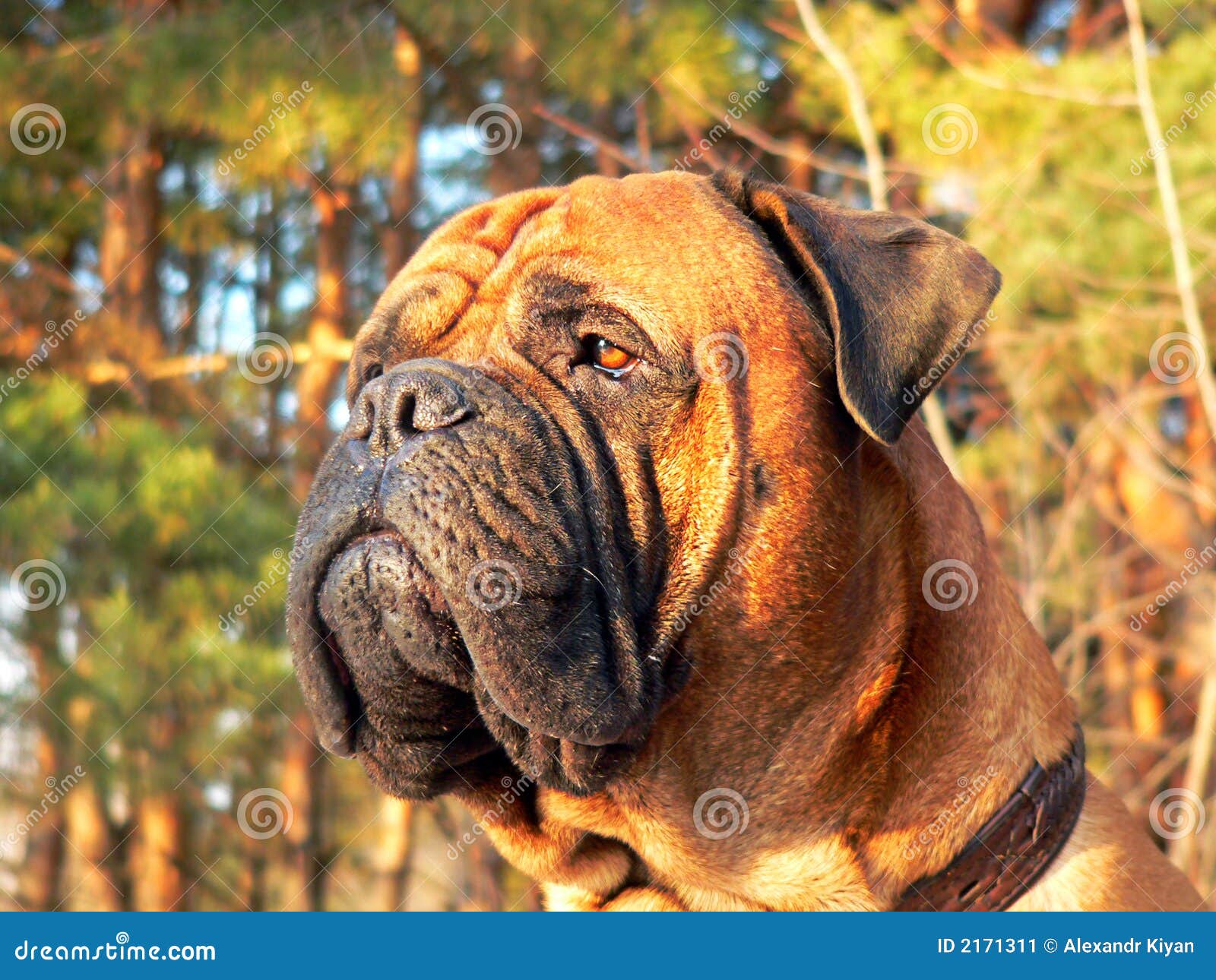 Bullmastiff head01 stock image. Image of family, adult - 2171311