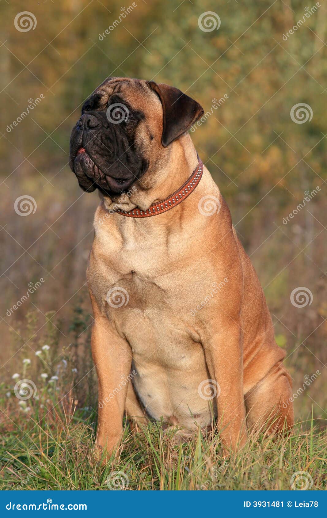 Bullmastiff Hummer stock image. Image of animal, bullmastiff - 3931481