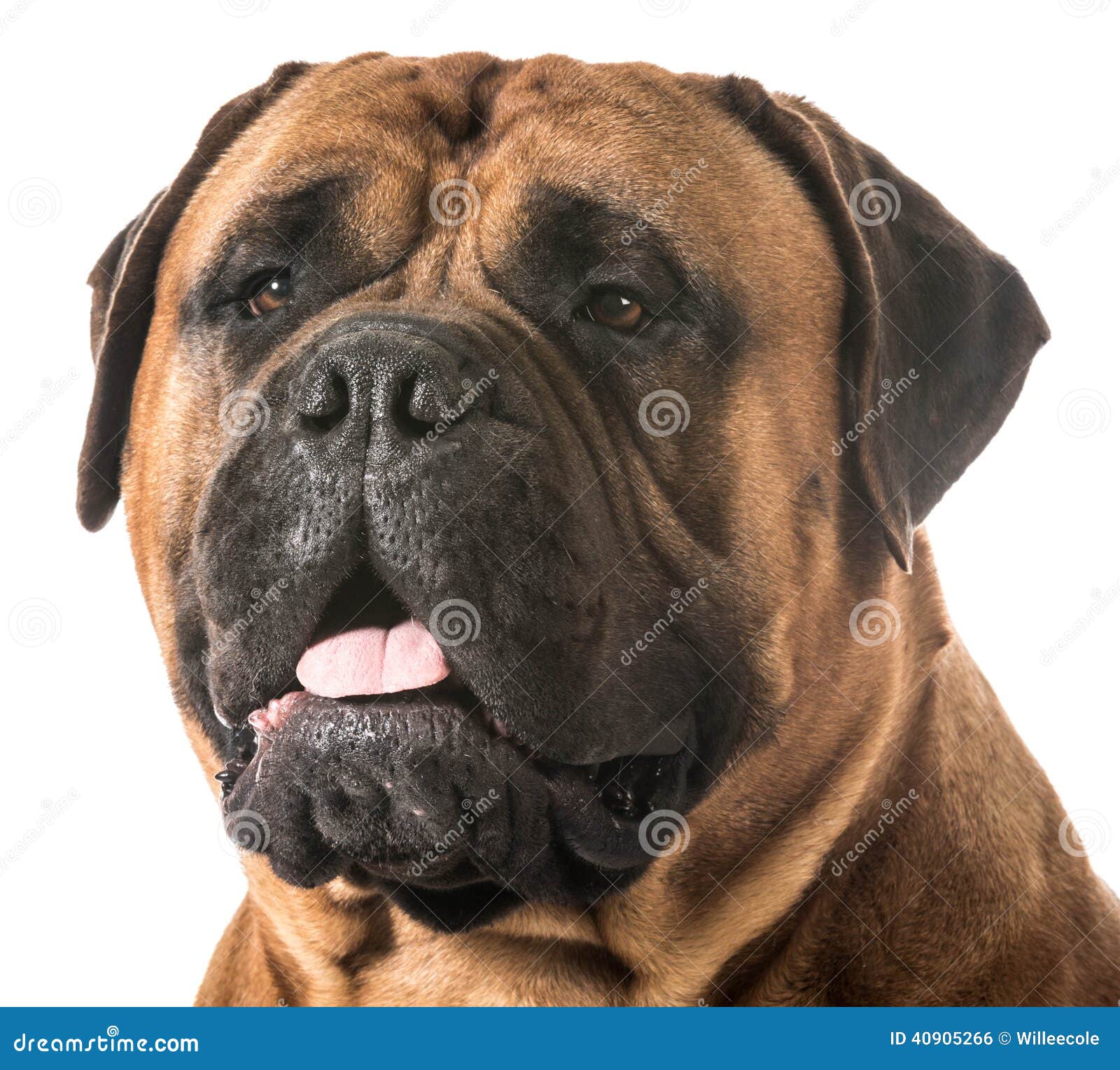 Bullmastiff portrait stock photo. Image of beautiful - 40905266