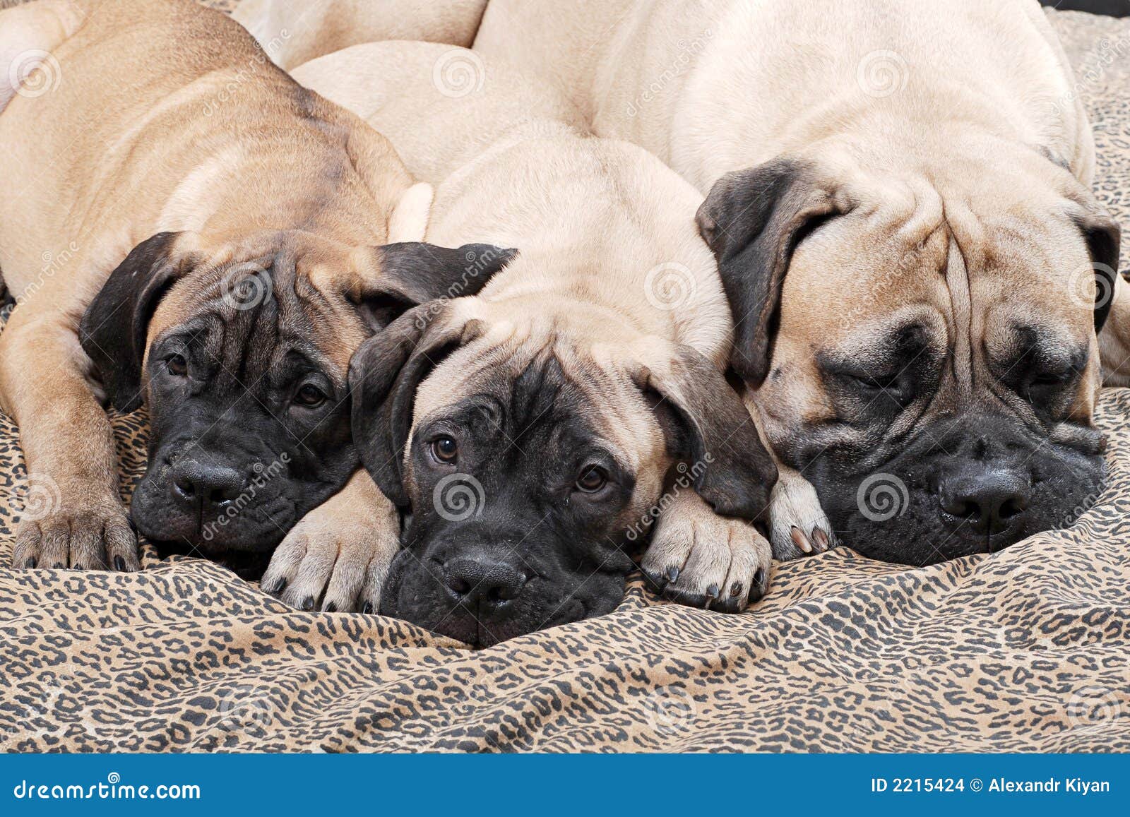 Bullmastiff puppy 100 stock photo. Image of cheerful, eyes - 2215424