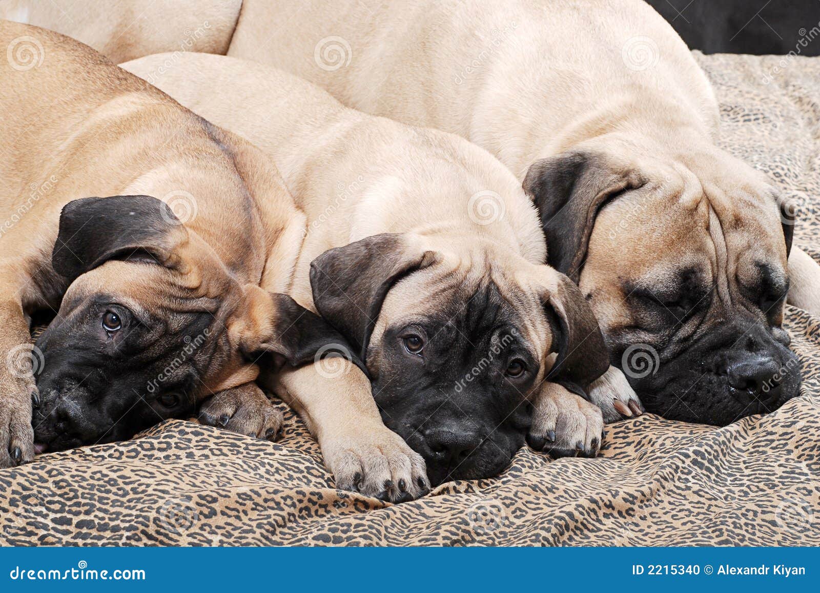 Bullmastiff puppy 94 stock photo. Image of dogs, mammals - 2215340