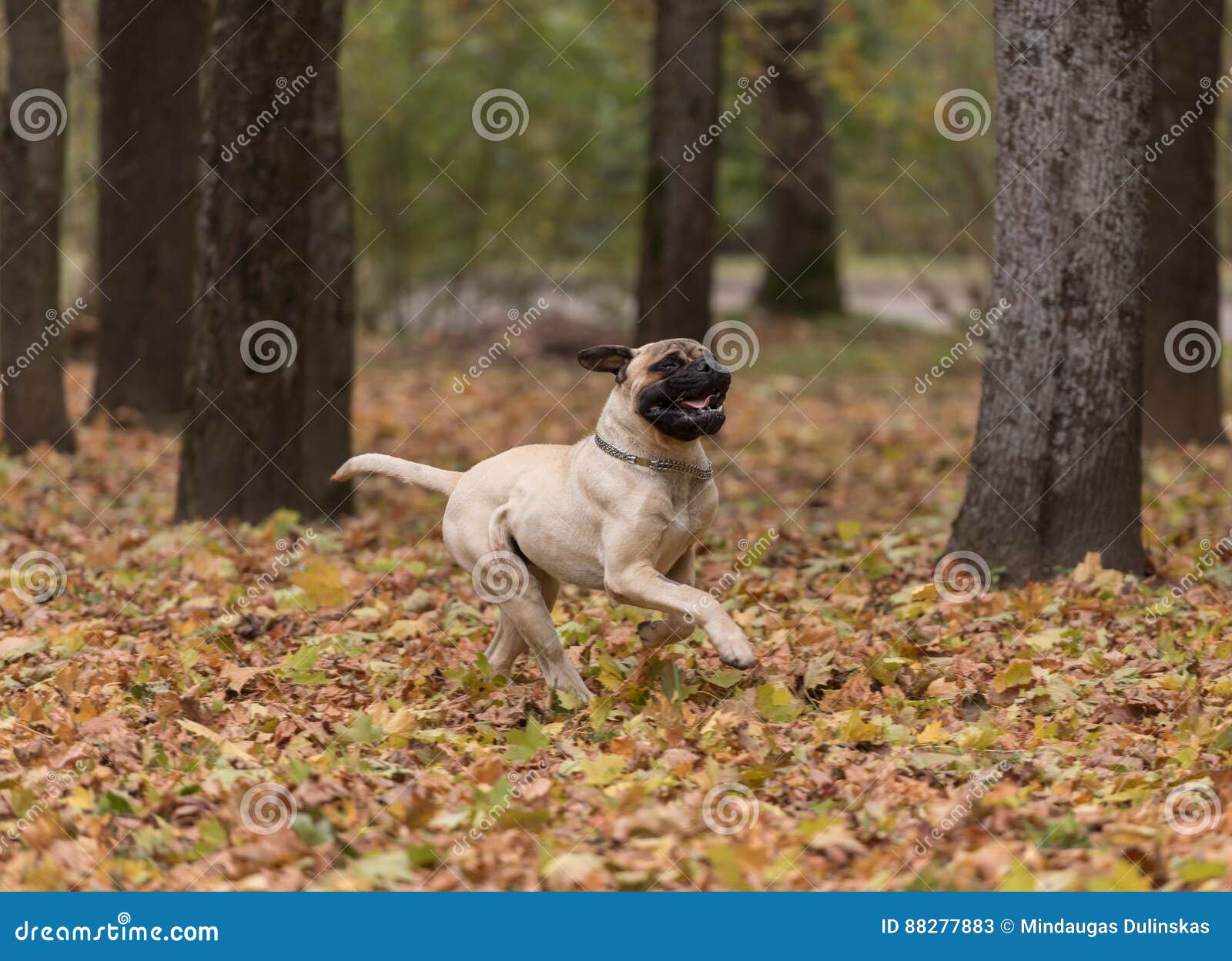 170 Bullmastiff Running Stock Photos - Free & Royalty-Free Stock Photos ...