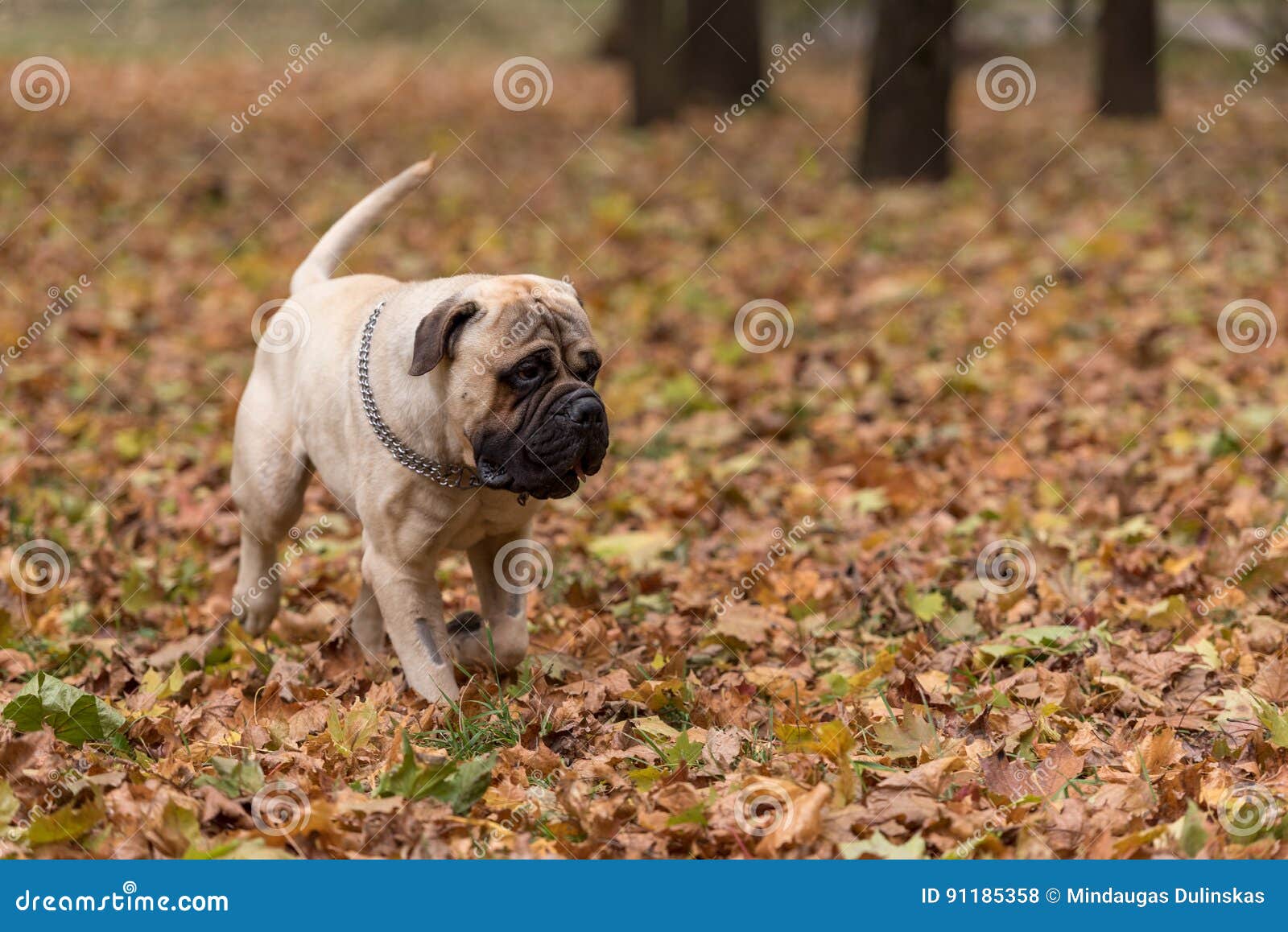 Bullmastiff is Running in the Park. Stock Photo - Image of park, leaves ...