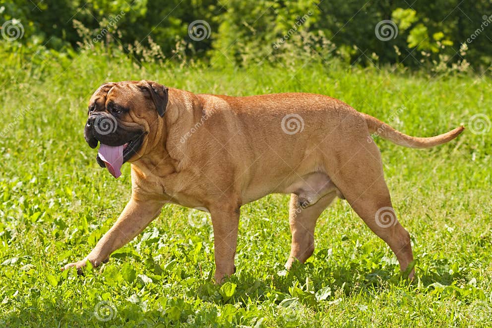 Bullmastiff walking stock photo. Image of purebred, grass - 23238488