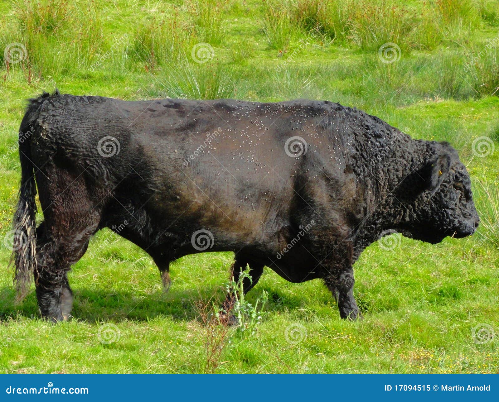 Bullock stock image. Image of bullocks, cattle, cows - 17094515