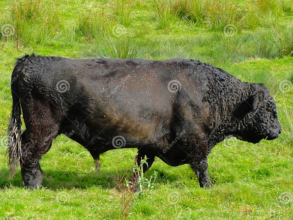 Bullock stock image. Image of bullocks, cattle, cows - 17094515