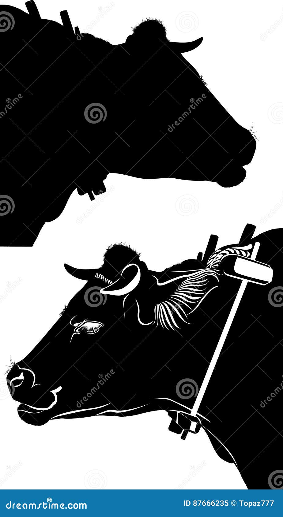 Bullock. Bull. Black Cow Isolated On White Background. Vector ...