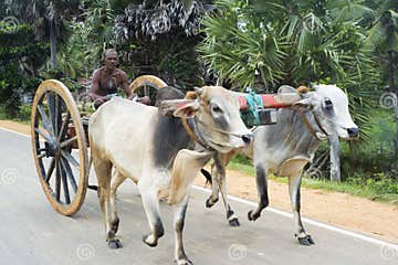 Bullock Cart editorial stock photo. Image of motion, carrying - 19875843