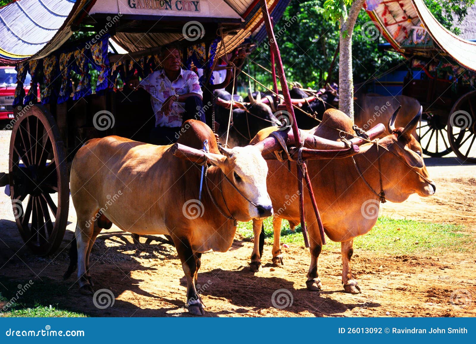 Bullock Cart editorial photography. Image of bullock - 26013092