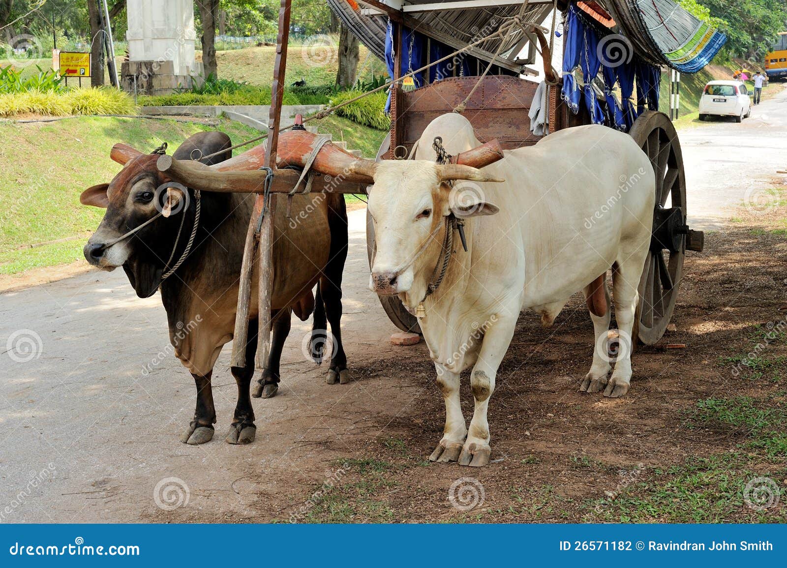 Bullock Cart editorial photography. Image of carts, melaka - 26571182