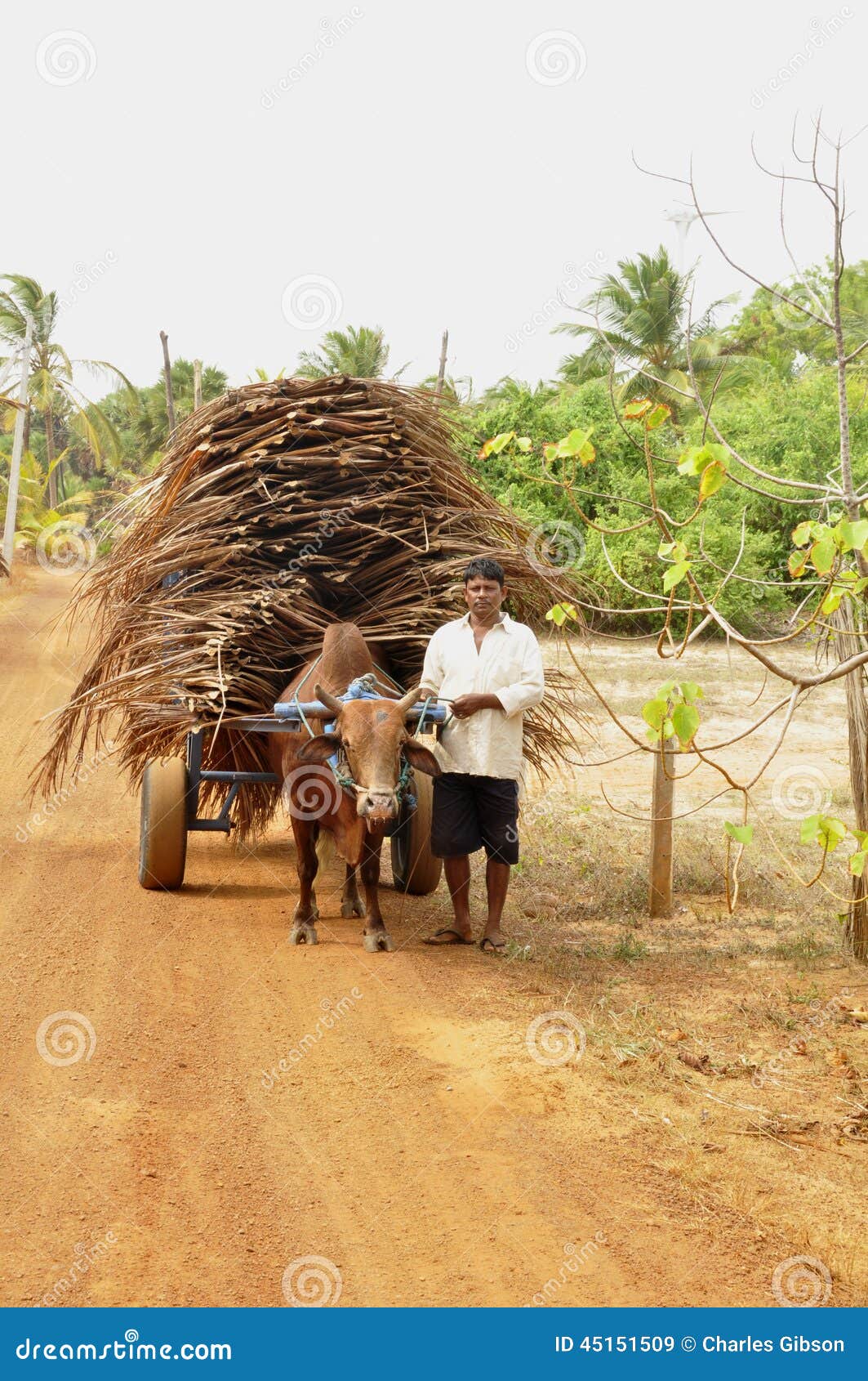 Bullock cart editorial stock image. Image of horns, domesticated - 45151509
