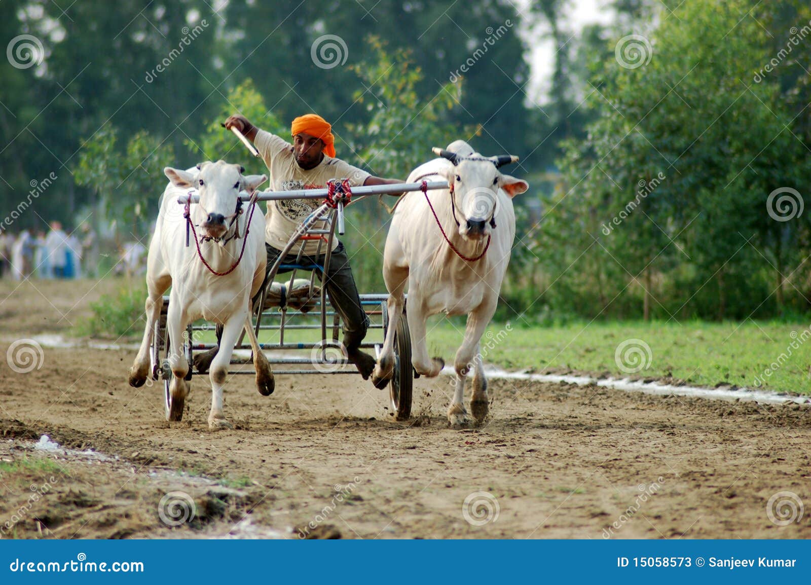Bullock cart racing editorial stock photo. Image of bull - 15058573