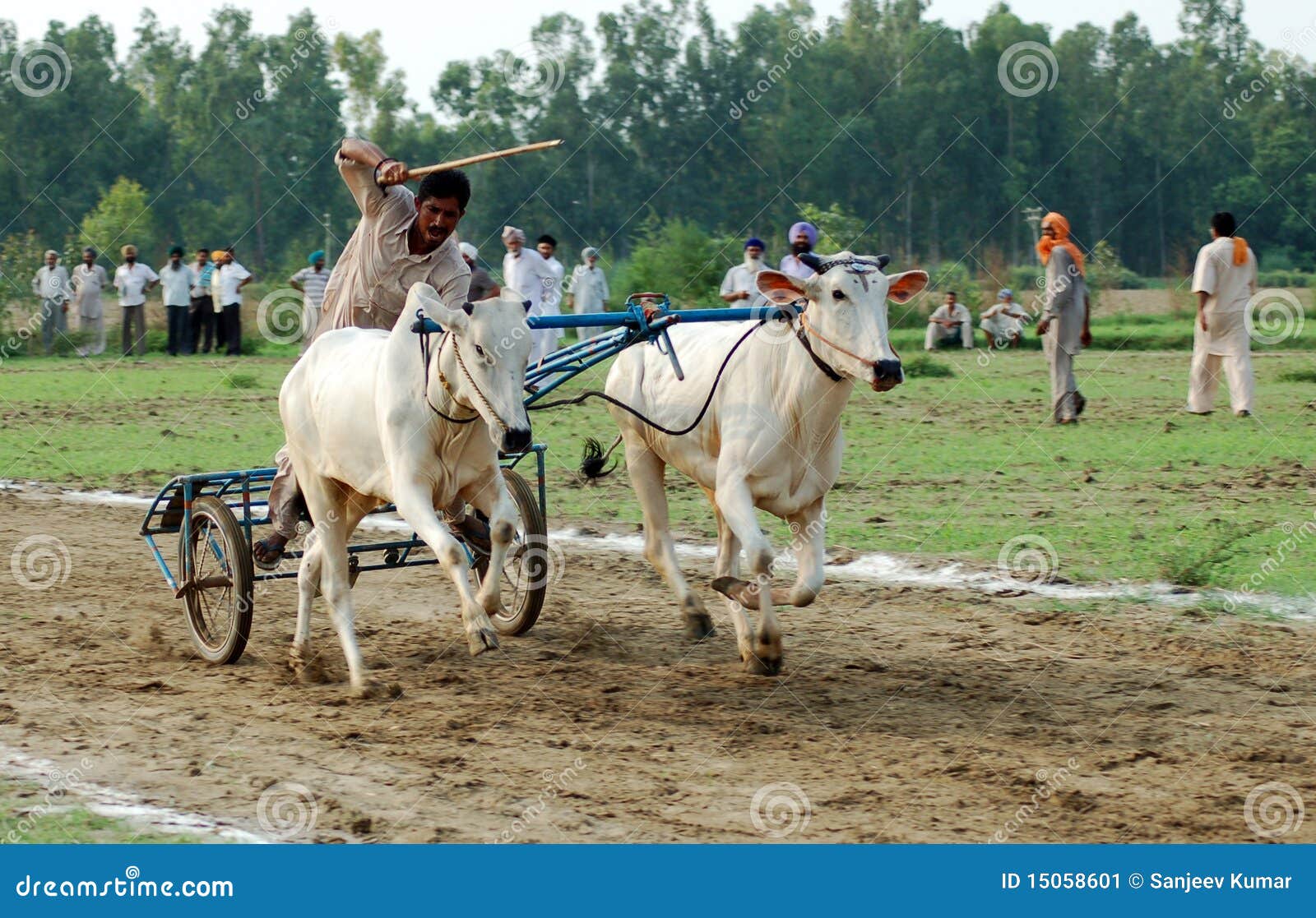 Bullock Cart Editorial Photo | CartoonDealer.com #36985453