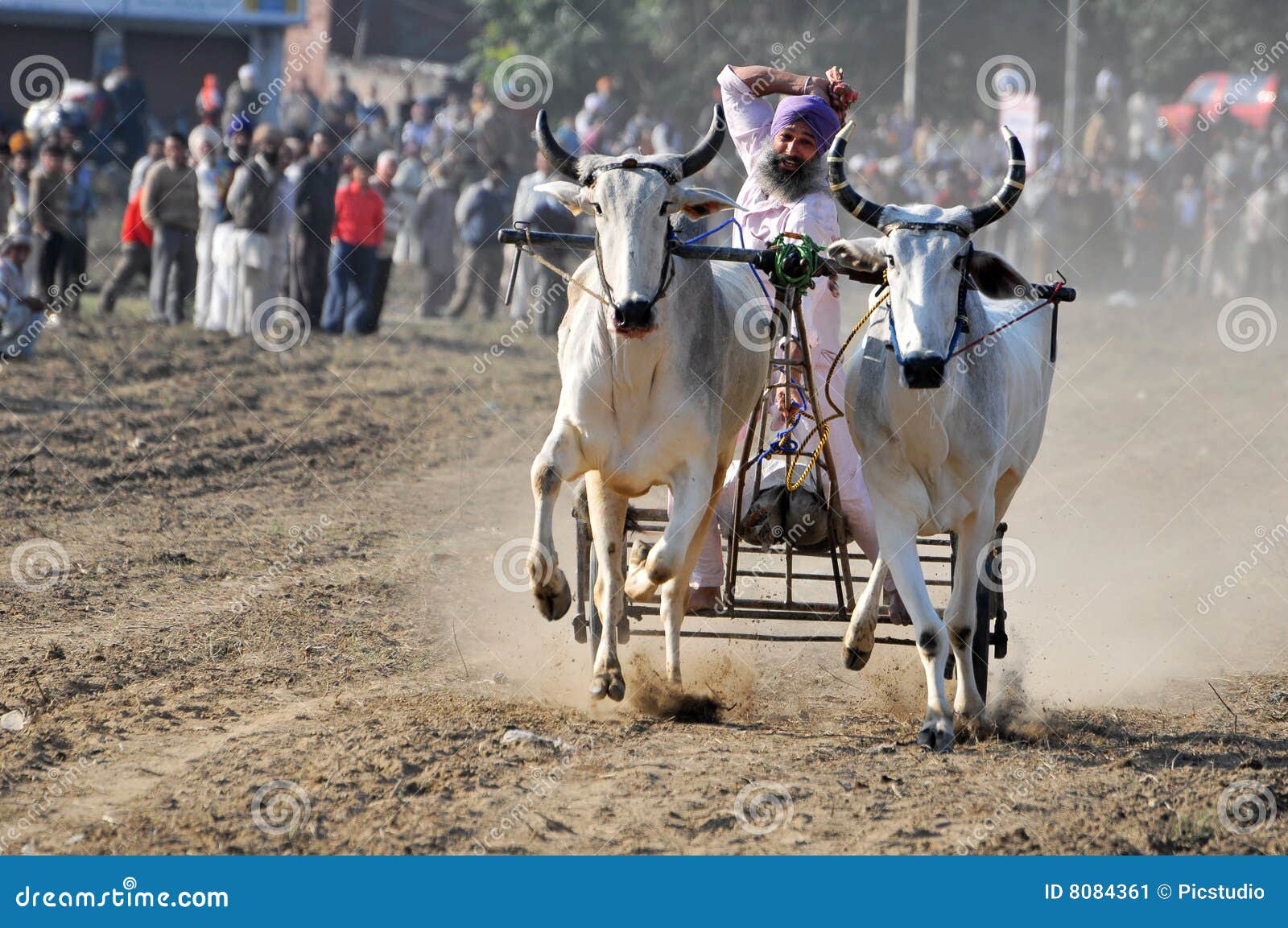 Bullock cart racing editorial photo. Image of beauty, cart - 8084361