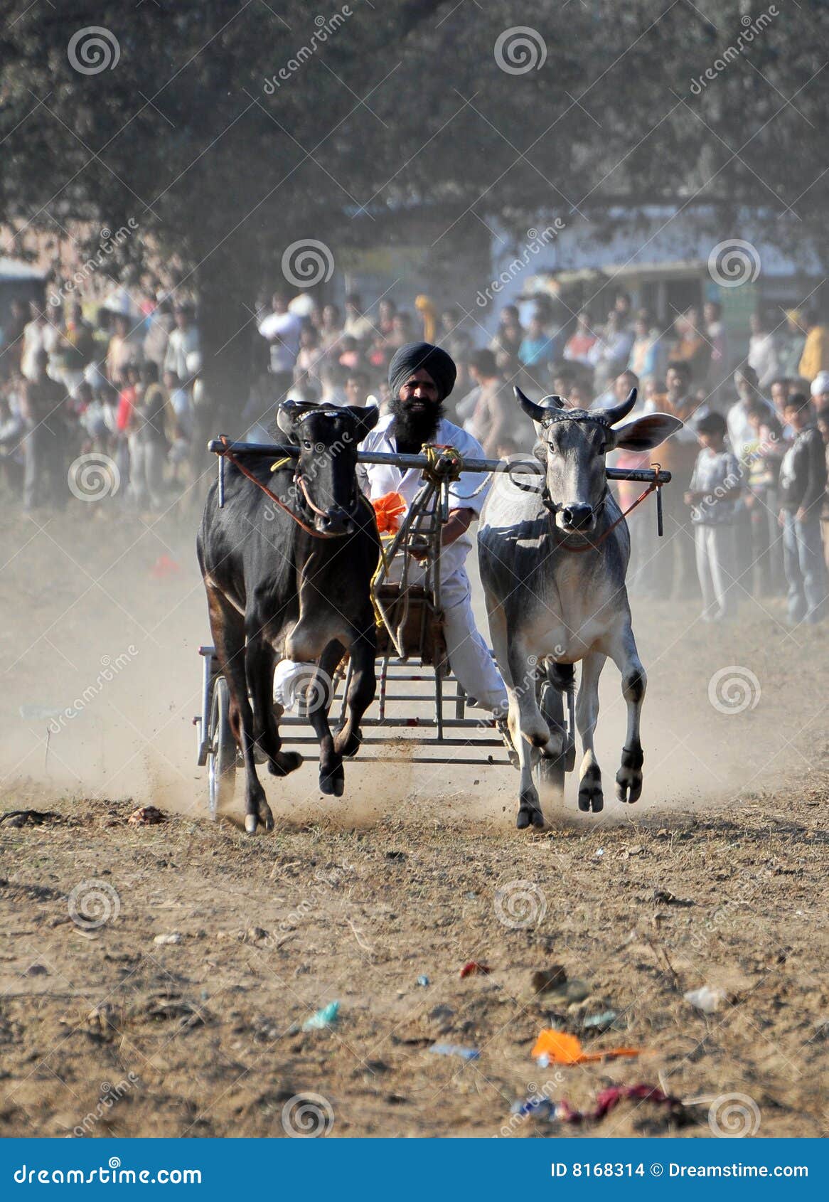 Bullock cart racing editorial stock image. Image of bull - 8168314