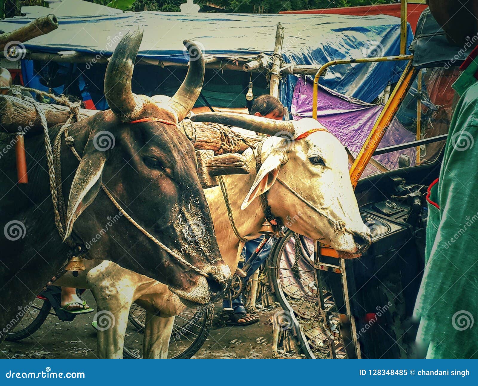 Bullock cart stock image. Image of cart, cows, bullack - 128348485