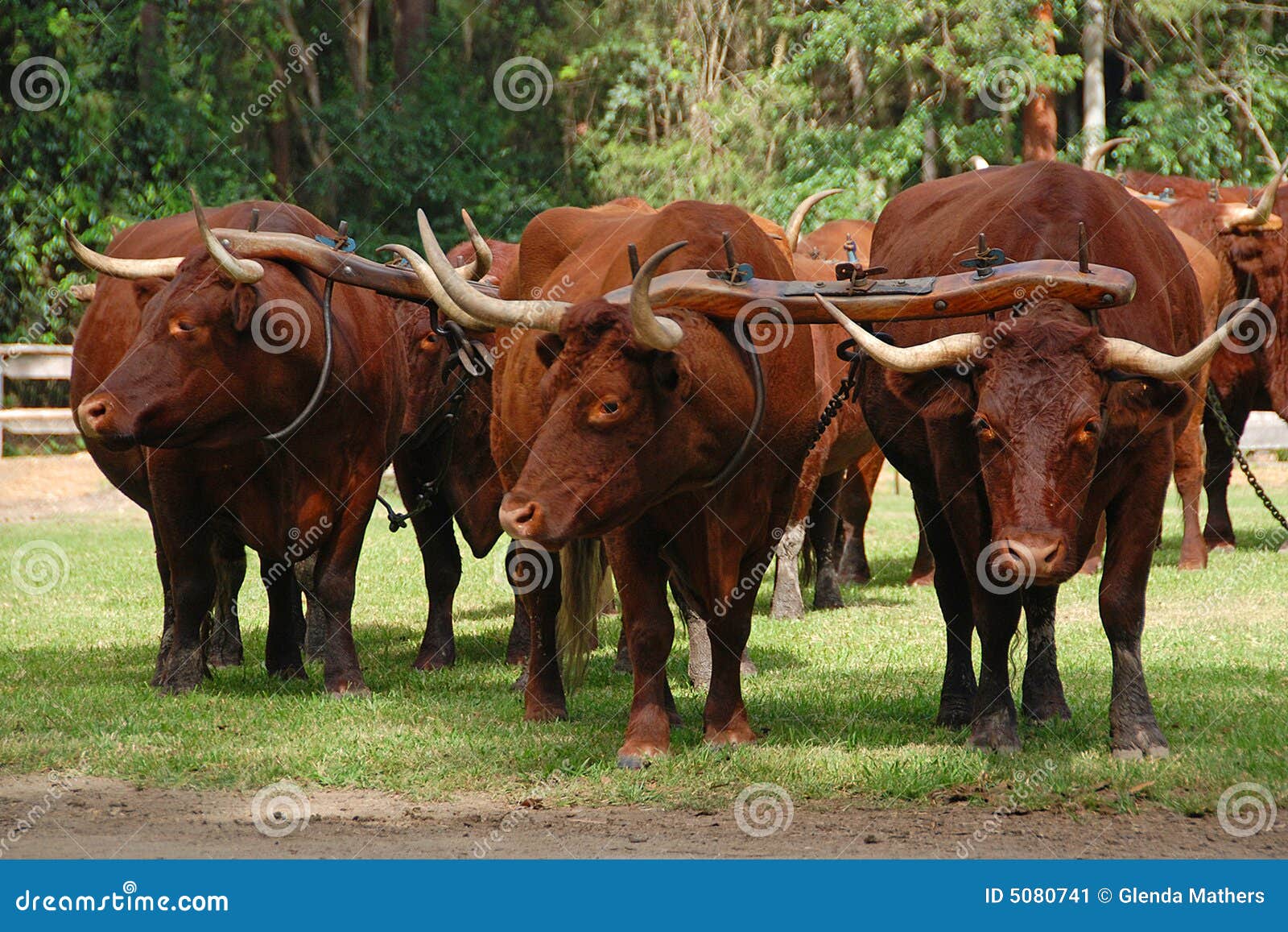 Bullock Team stock image. Image of historical, animal - 5080741