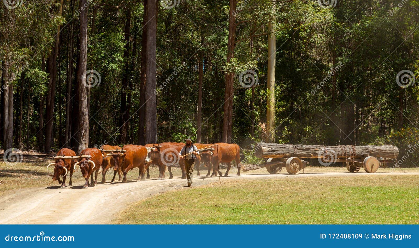 Bullock Team As Used Historically Stock Image - Image of mammal ...