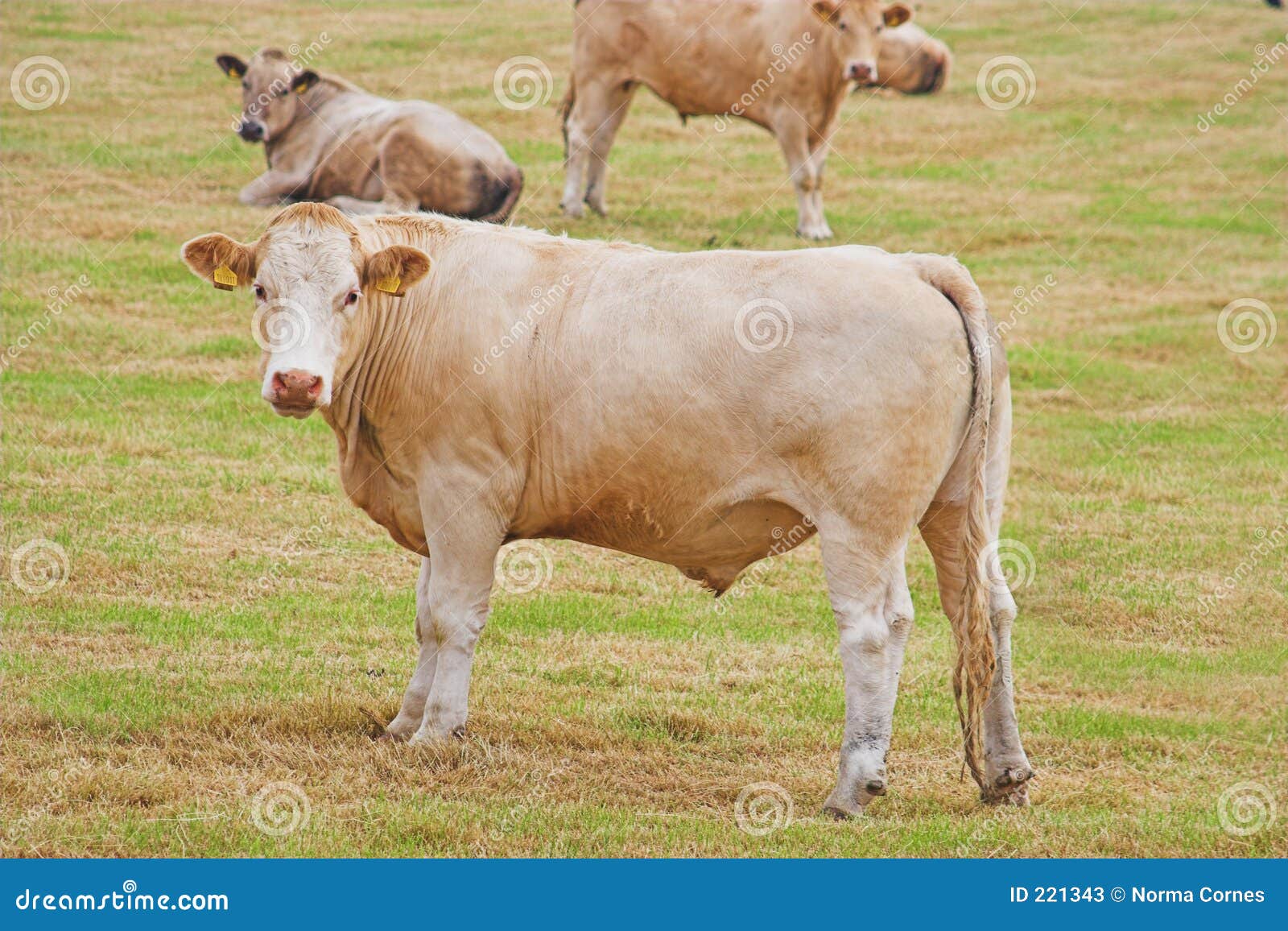 Bullocks stock image. Image of herd, bulls, group, curious - 221343
