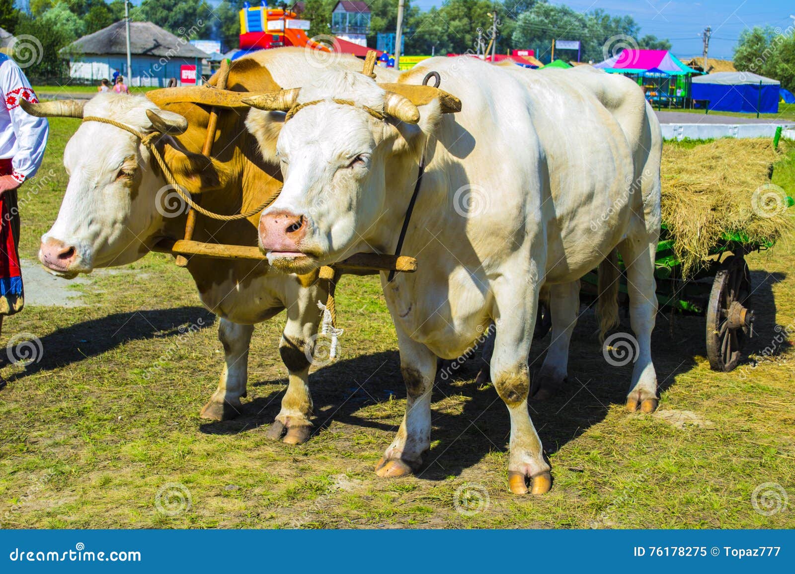Bullocks farm animal stock image. Image of livestock - 76178275