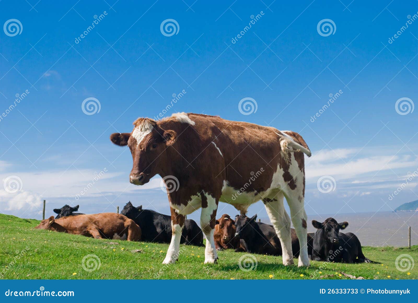 Bullocks in a field. stock image. Image of herd, agriculture - 26333733