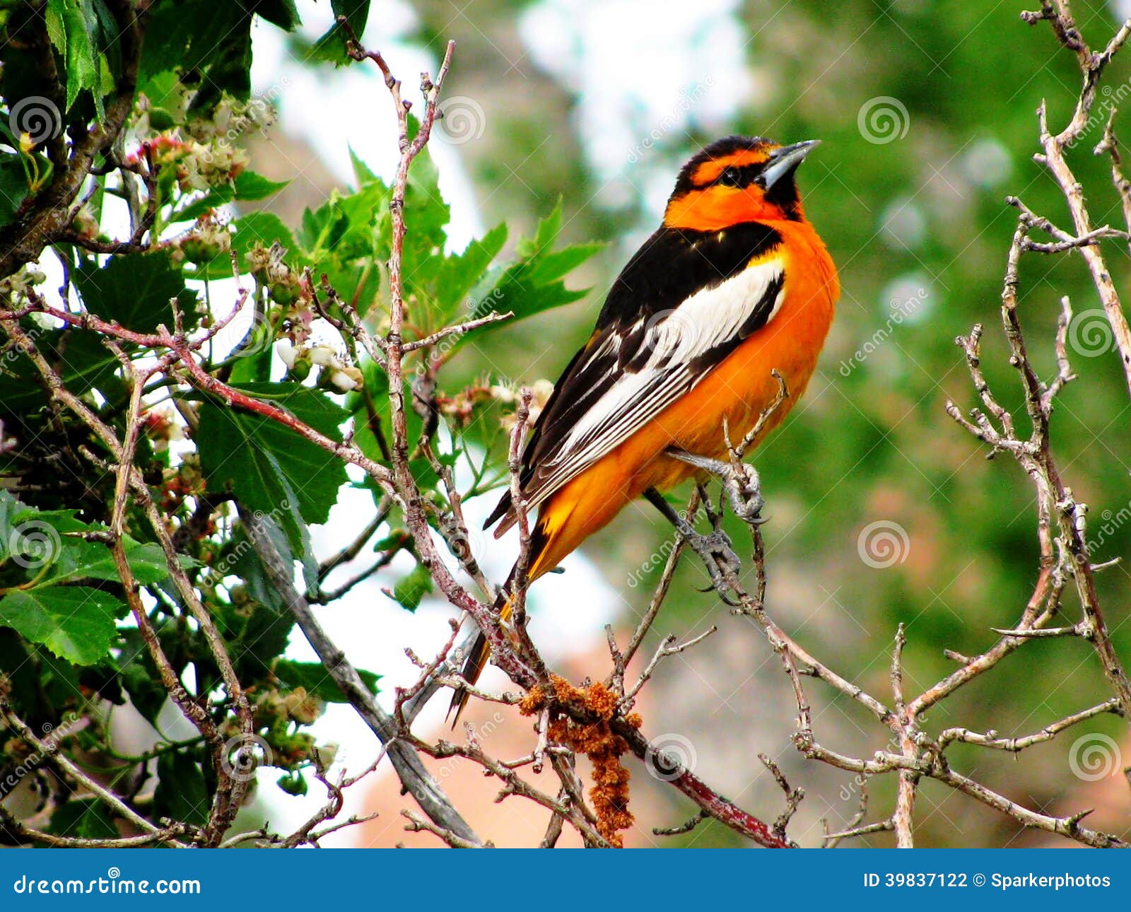 Bullocks Oriole stock photo. Image of oriole, branches - 39837122