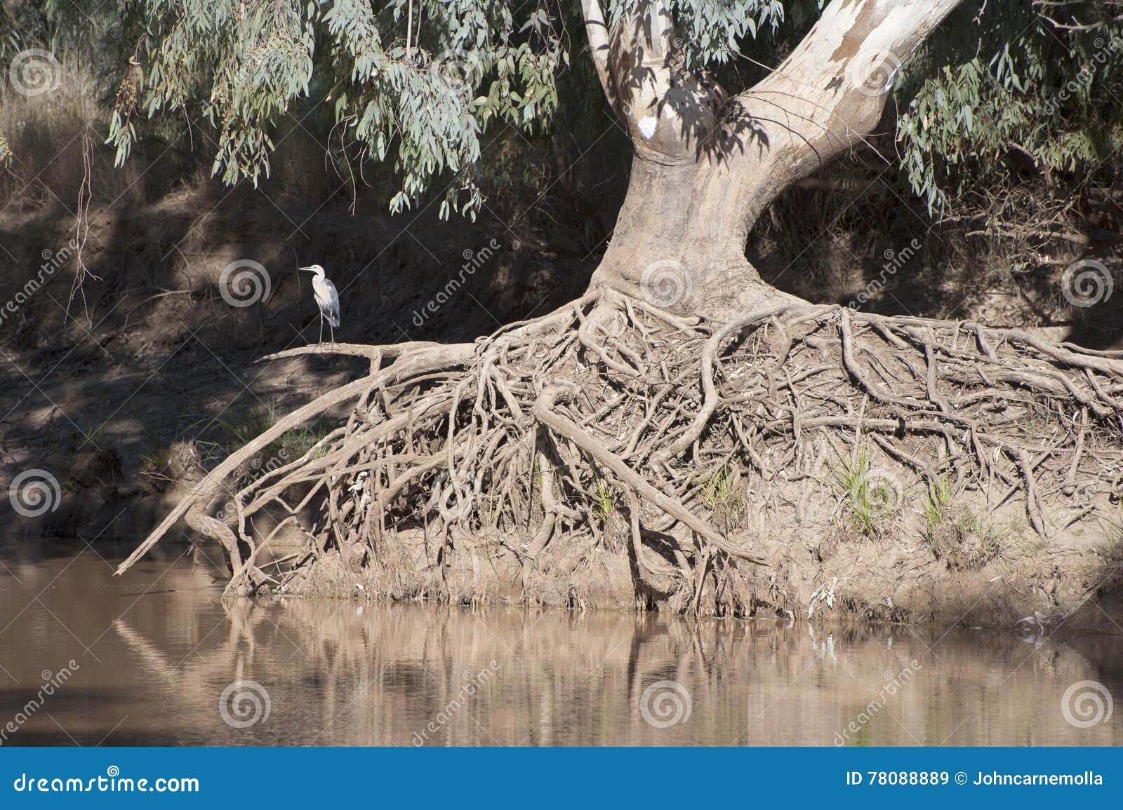 Bulloo river stock image. Image of tree, queensland, heron - 78088889
