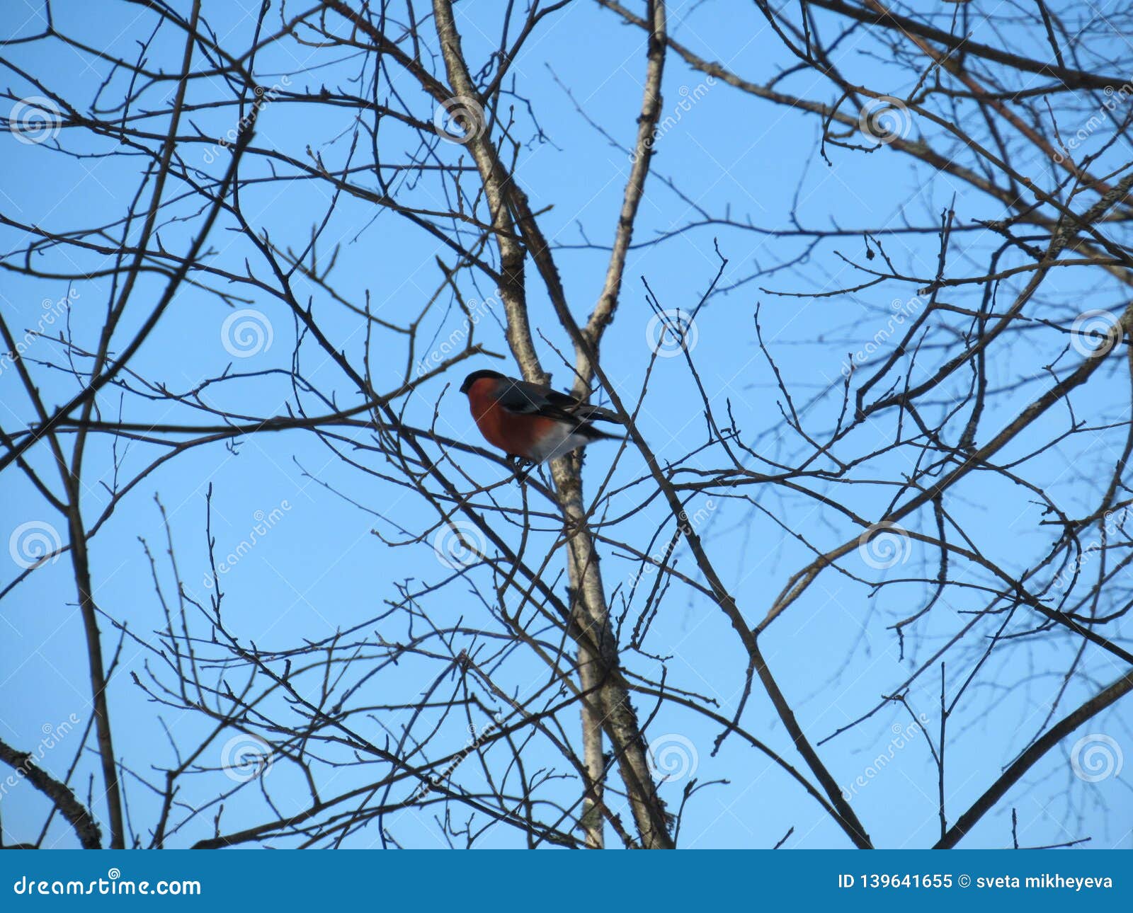 Bullpinch stock image. Image of nature, forest, bullpinch - 139641655