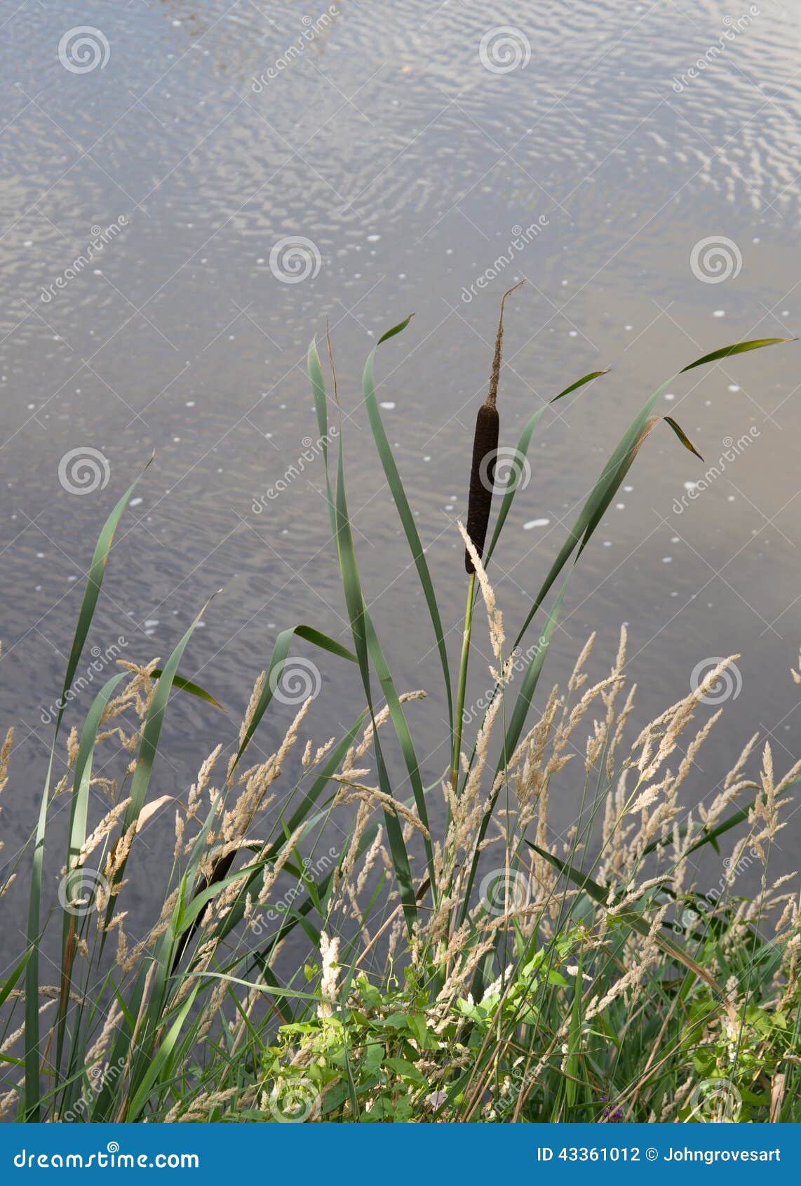 Bullrush stock foto. Image of rustig, zegge, installatie - 43361012