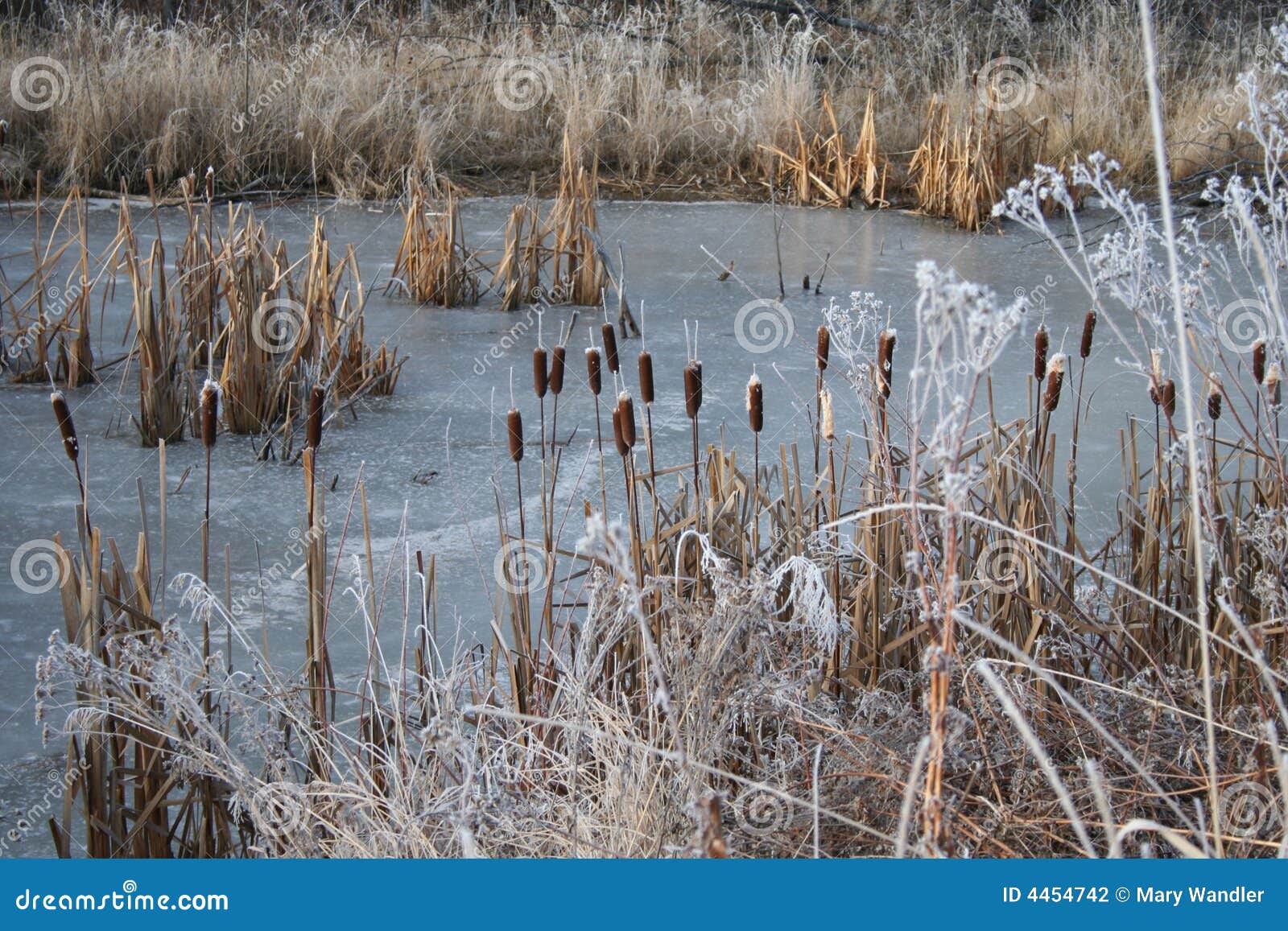 Bullrush stock photo. Image of bullrush, nature, winter - 4454742