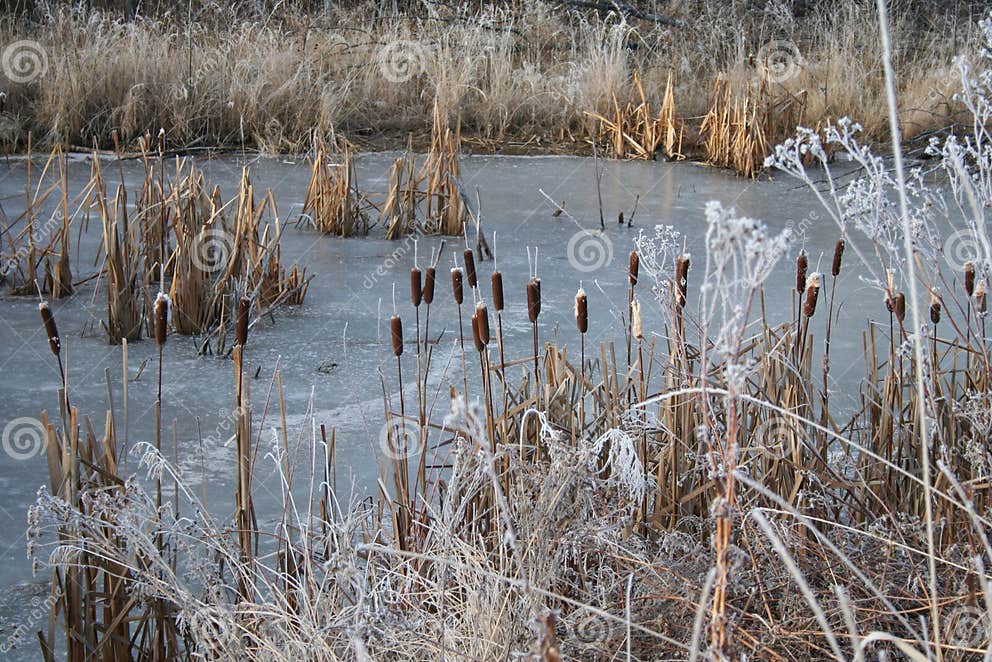Bullrush stock photo. Image of bullrush, nature, winter - 4454742