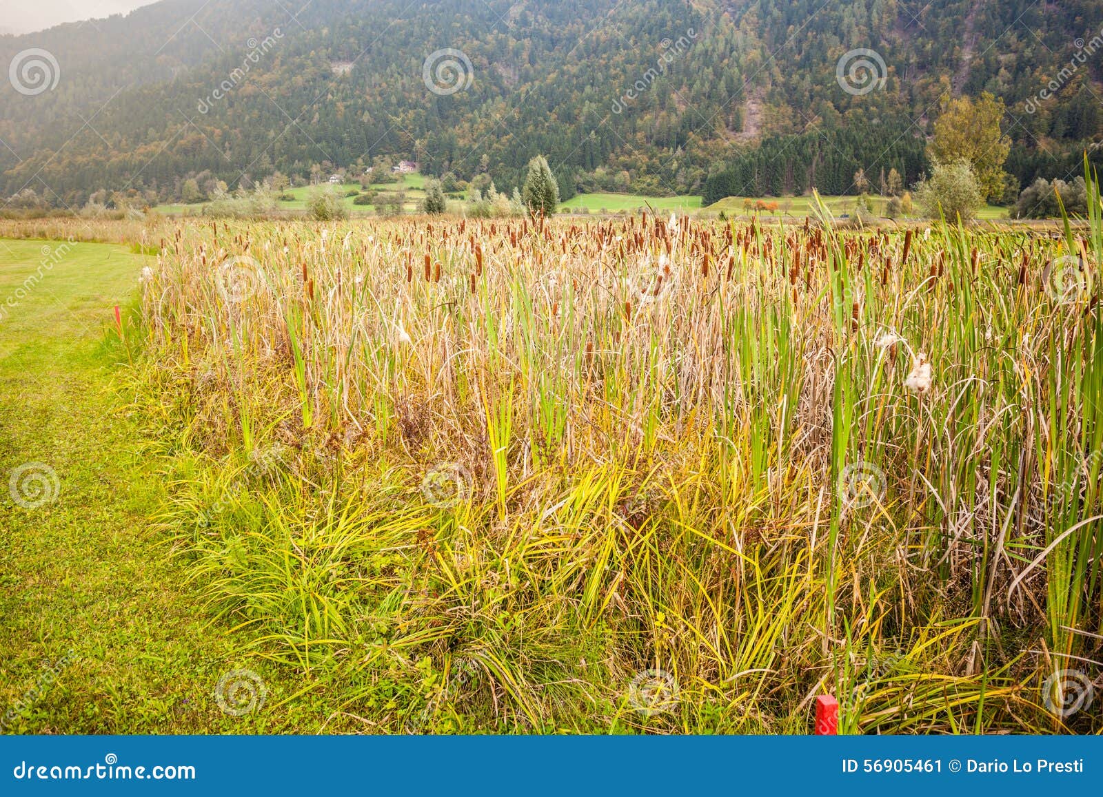 Bullrush field stock image. Image of marsh, countryside - 56905461