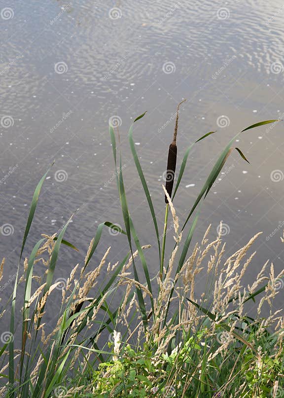 Bullrush stock photo. Image of bullrushes, bullrush, brown - 43361012