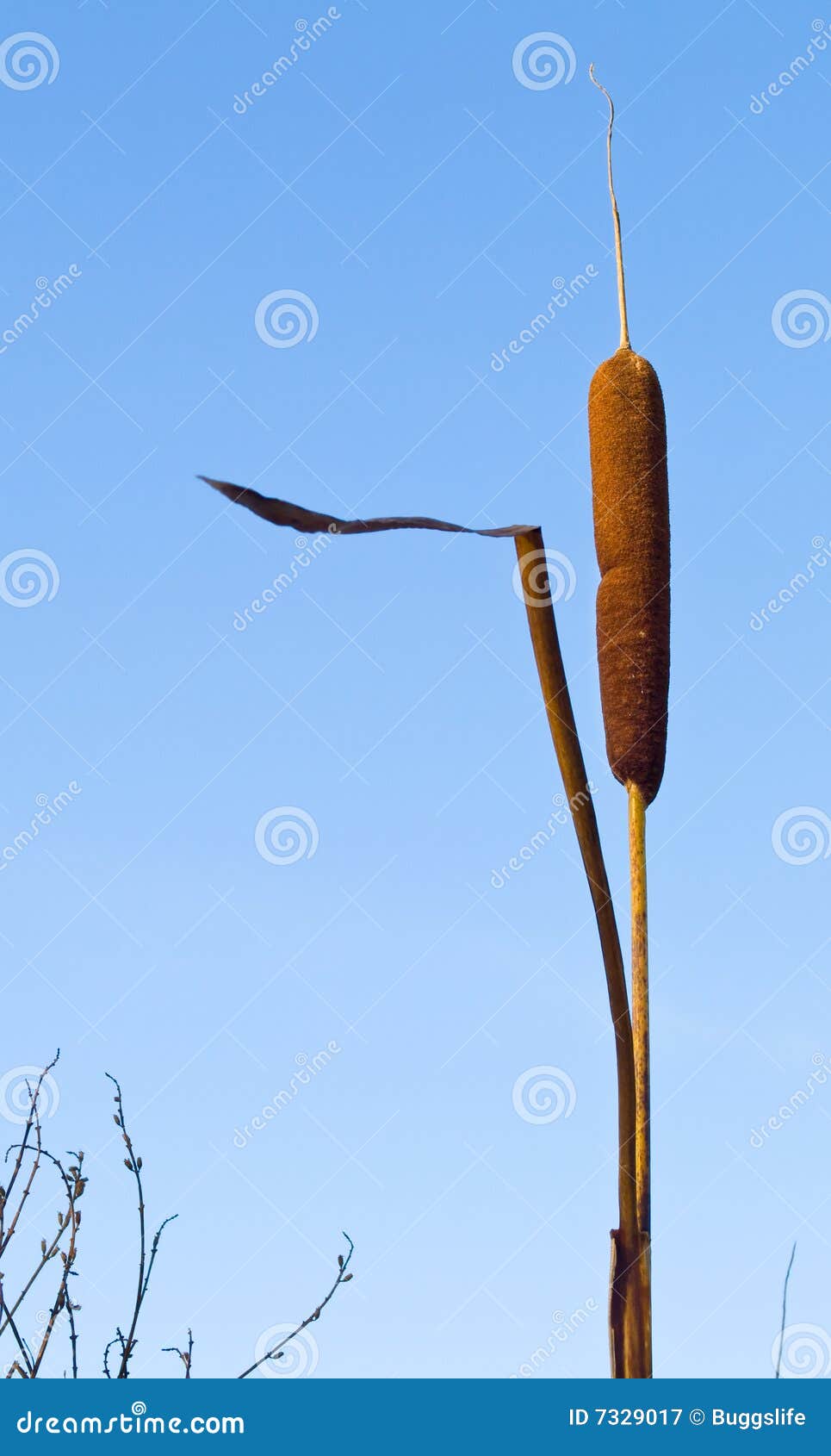 Bullrush plant / reed stock image. Image of reed, leaf - 7329017