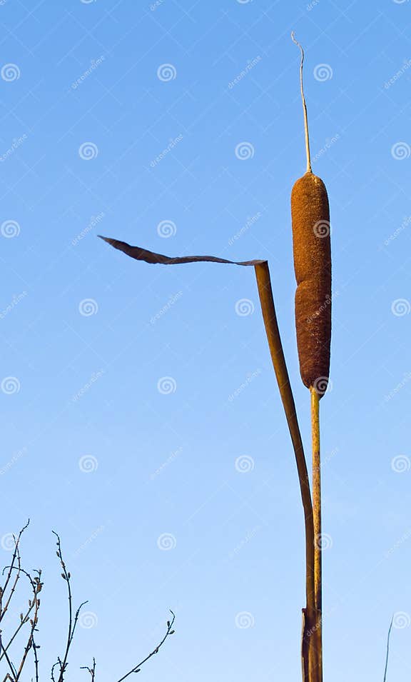 Bullrush plant / reed stock image. Image of reed, leaf - 7329017
