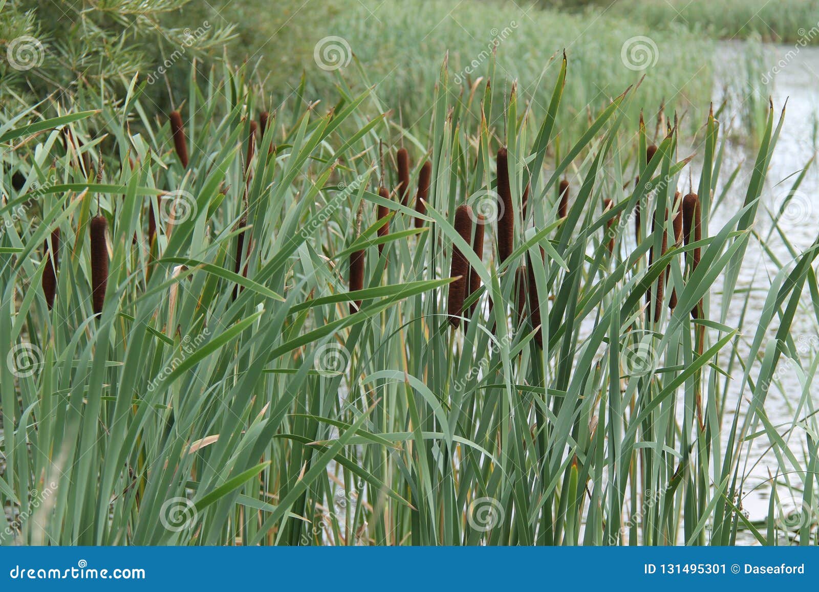 Bullrush Reed Plants. stock image. Image of reed, nature - 131495301