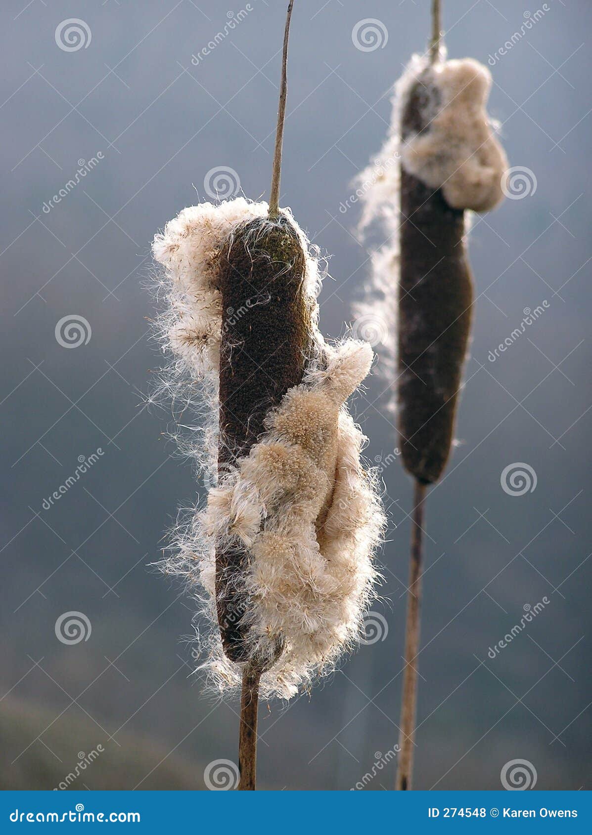 Bullrushes 2 stock photo. Image of plantlife, bullrushes - 274548