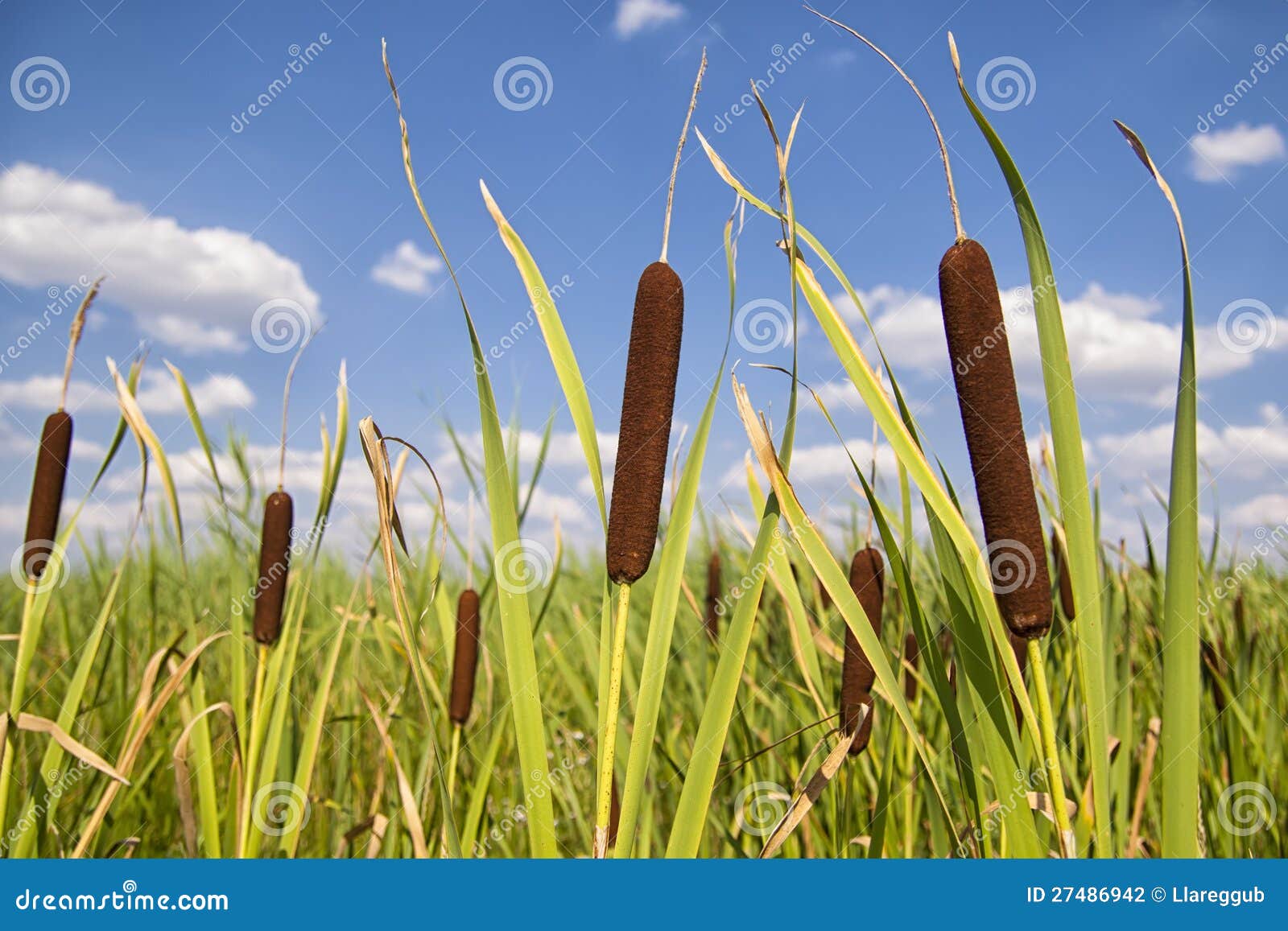 Bullrushes stock photo. Image of cattails, reeds, blue - 27486942