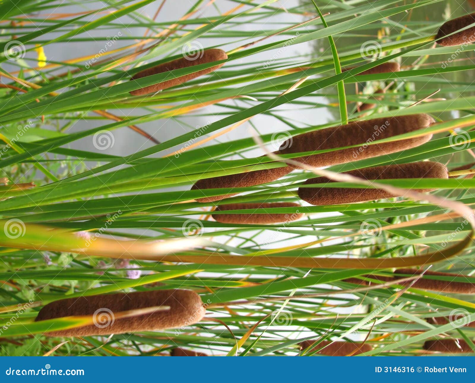 Bullrushes stock photo. Image of water, plant, riverbank - 3146316
