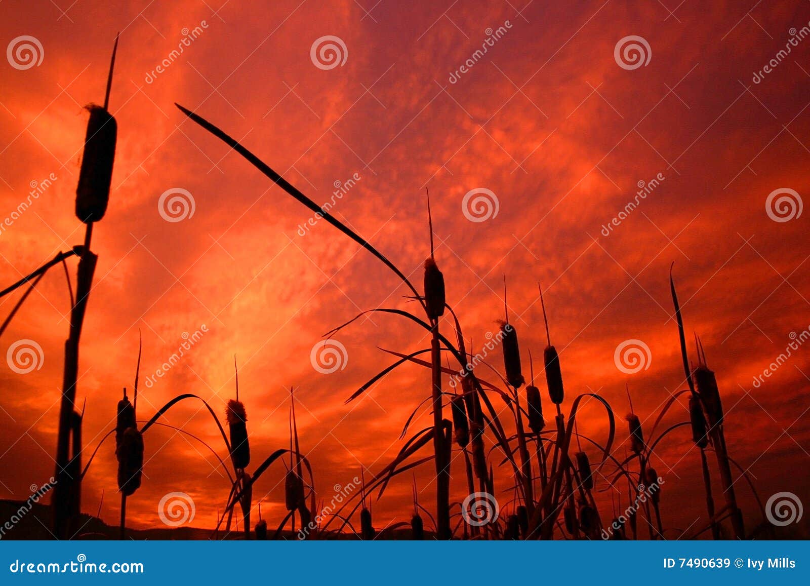 Bullrushes stock image. Image of silhouette, plants, cattails - 7490639