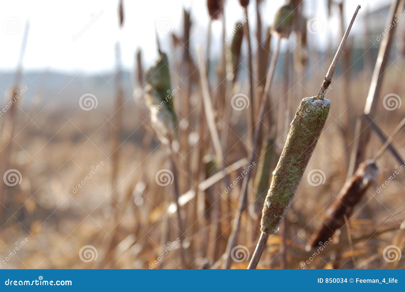 Bullrushes stock photo. Image of peat, straw, grass, bullrush - 850034