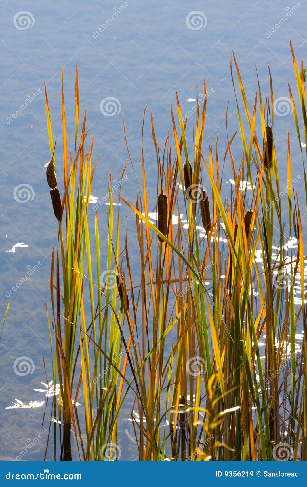 Bullrushes in the sun stock image. Image of lake, river - 9356219