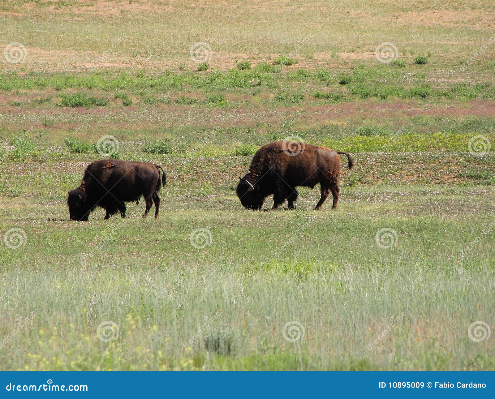 Bulls stock image. Image of field, buffalo, range, wildlife - 10895009