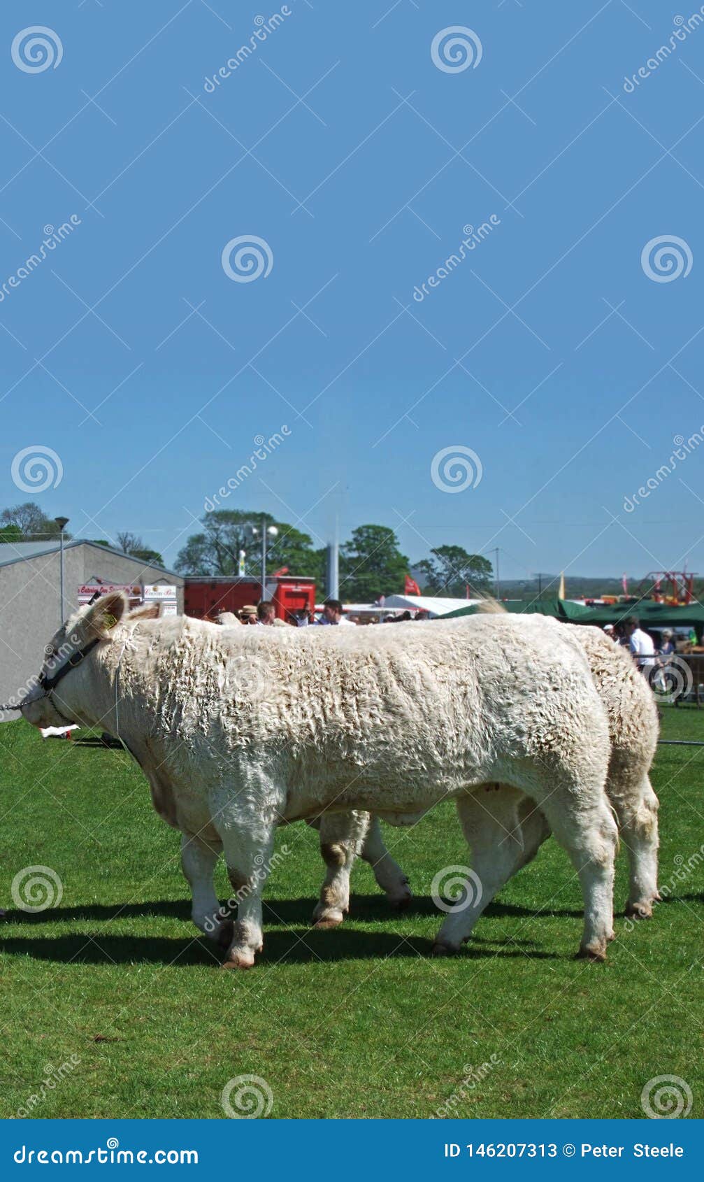 Bulls at an Agricultural Show with Blue Sky for Text Copy Editorial ...