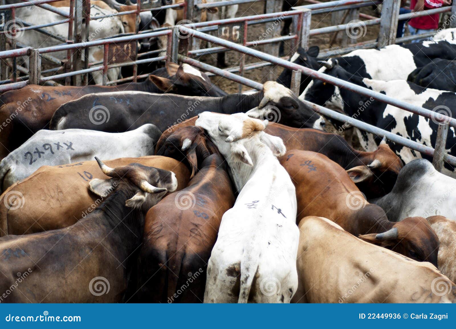 Bulls for breeding stock photo. Image of bull, cattle - 22449936