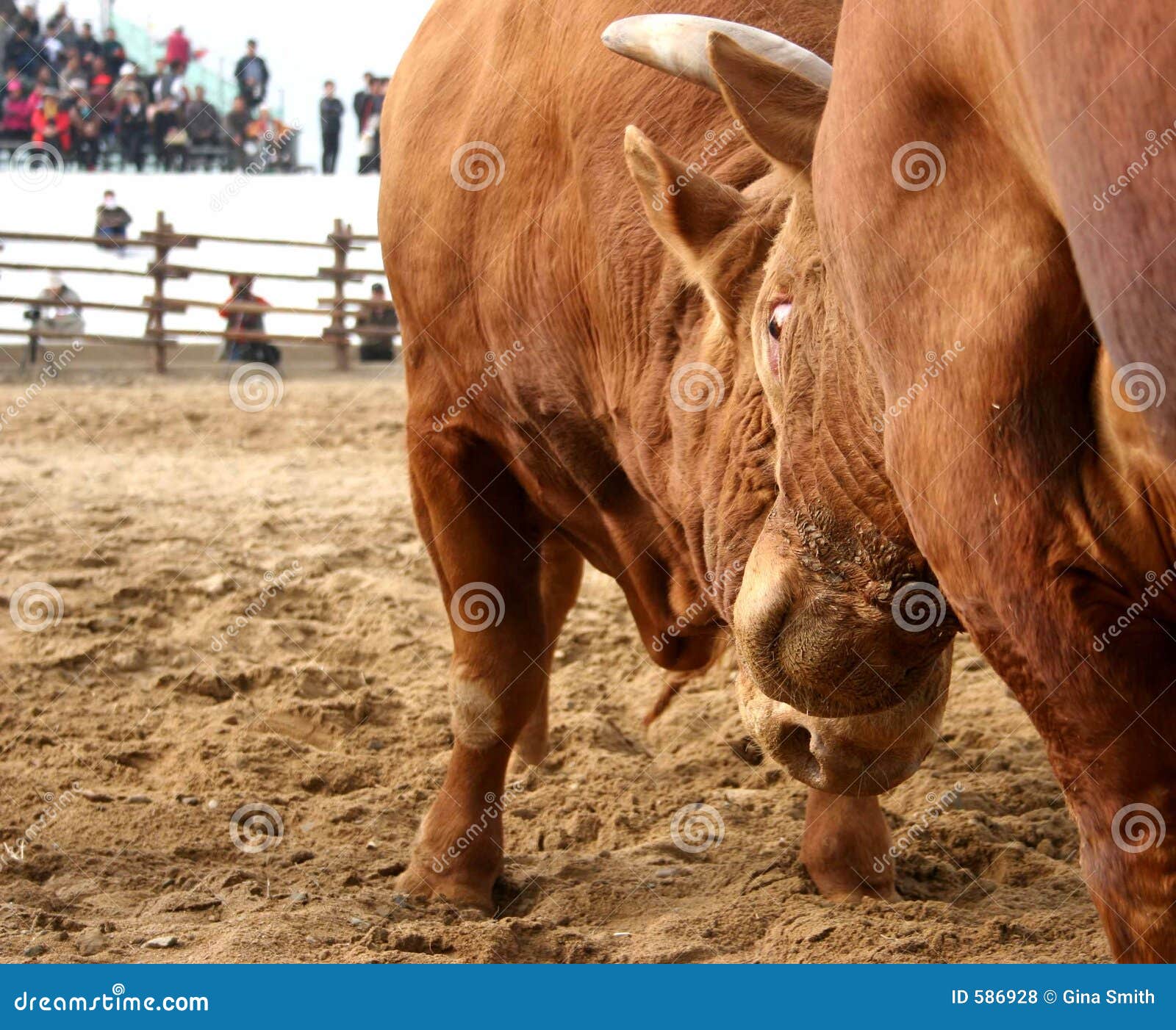 Bulls clashing horns stock photo. Image of horns, attack - 586928