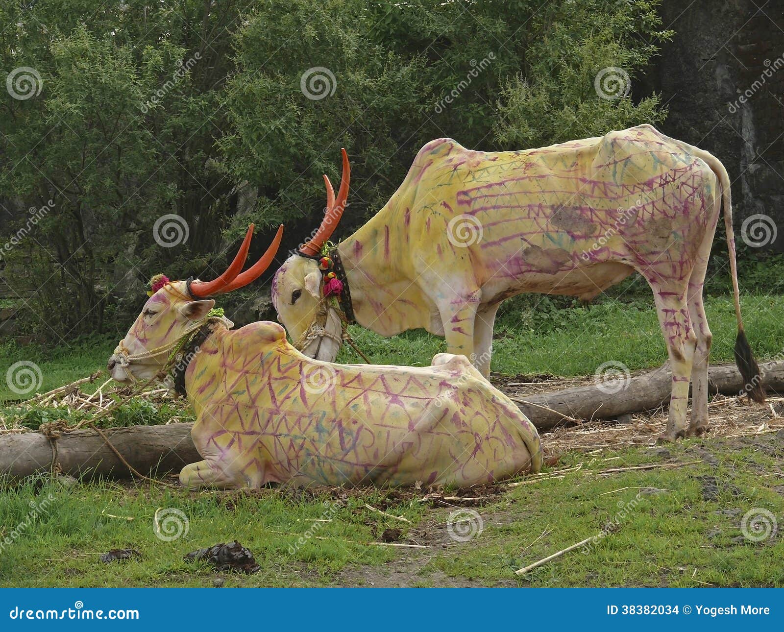 Bulls are Decorated for Bull Festival Stock Photo - Image of mammal ...