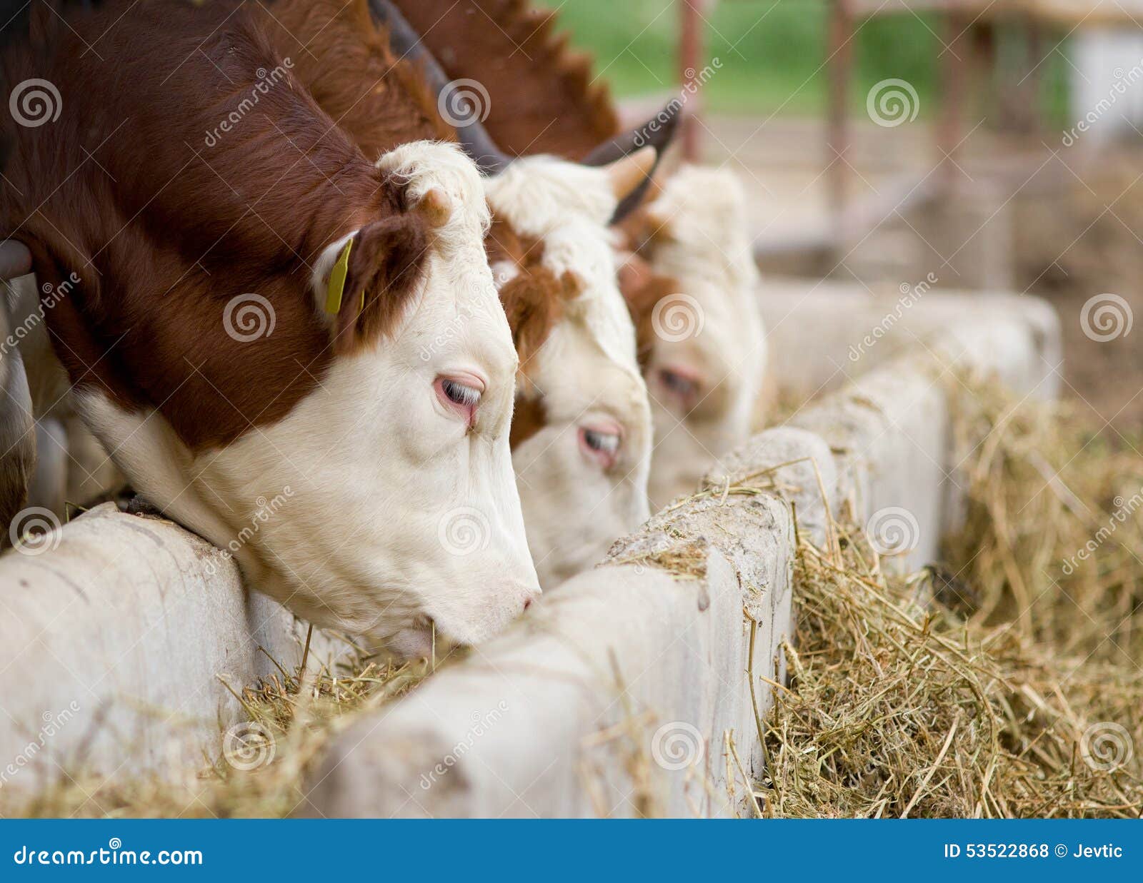 Bulls eating hay stock photo. Image of head, animal, domestic - 53522868